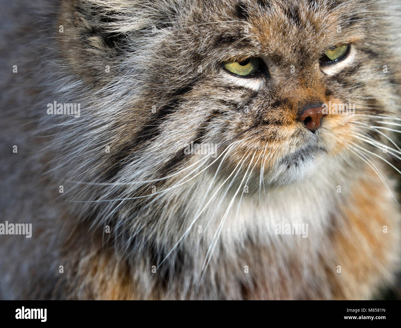 Pallas's cat Otocolobus manul Stock Photo - Alamy