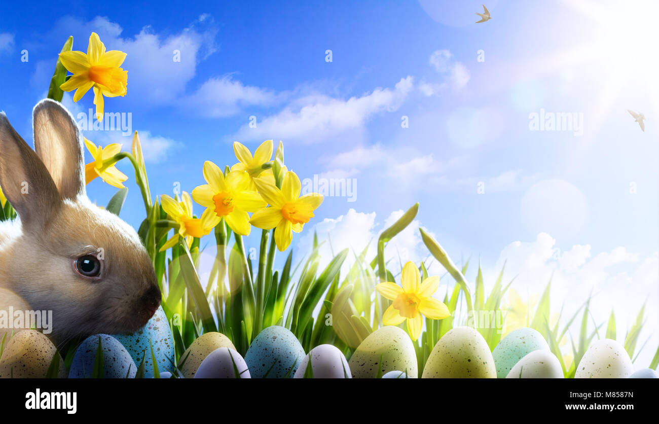 Easter bunny, Easter eggs and spring flower Stock Photo - Alamy