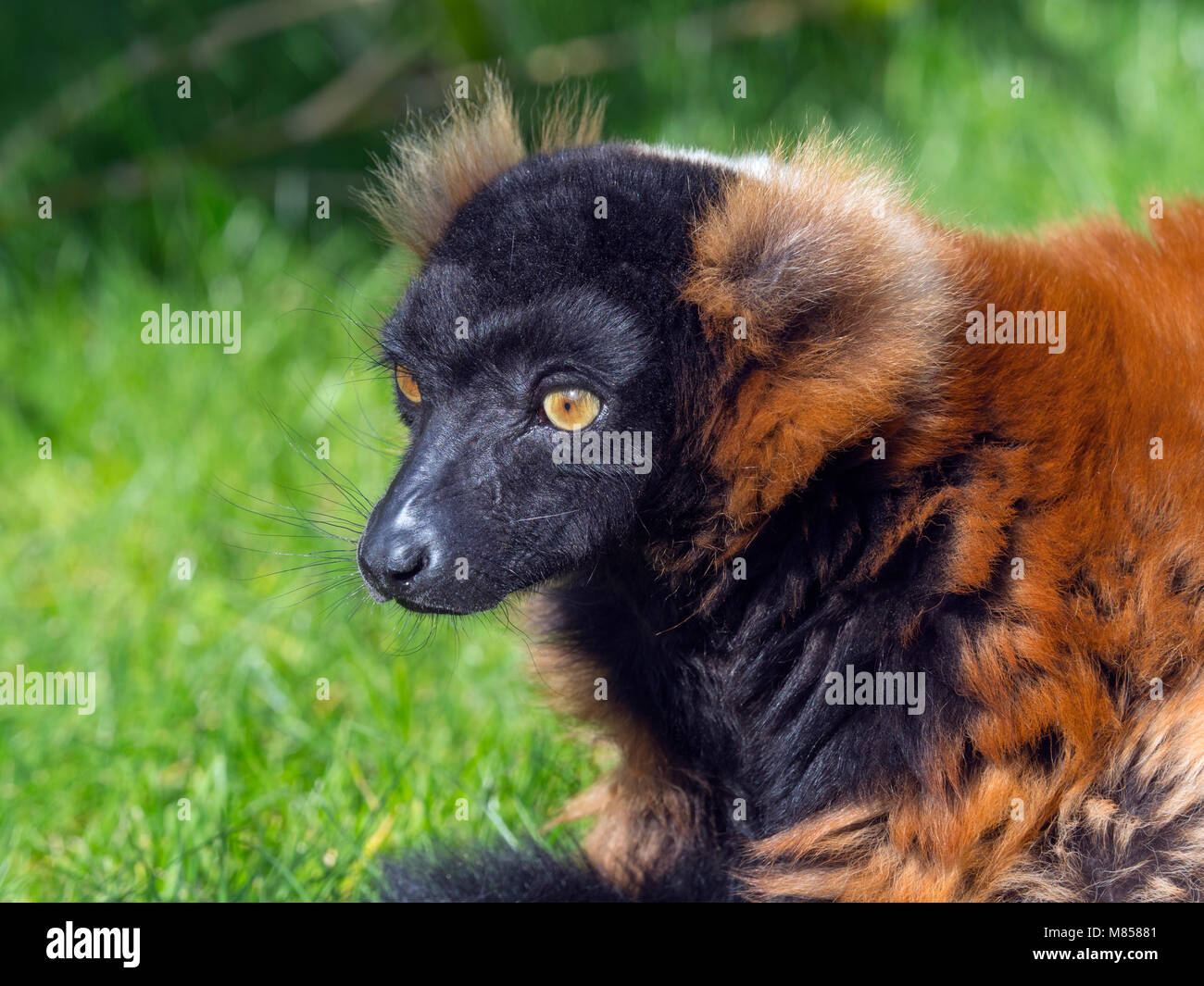 Red-ruffed lemur Varecia rubra Captive portrait Stock Photo - Alamy