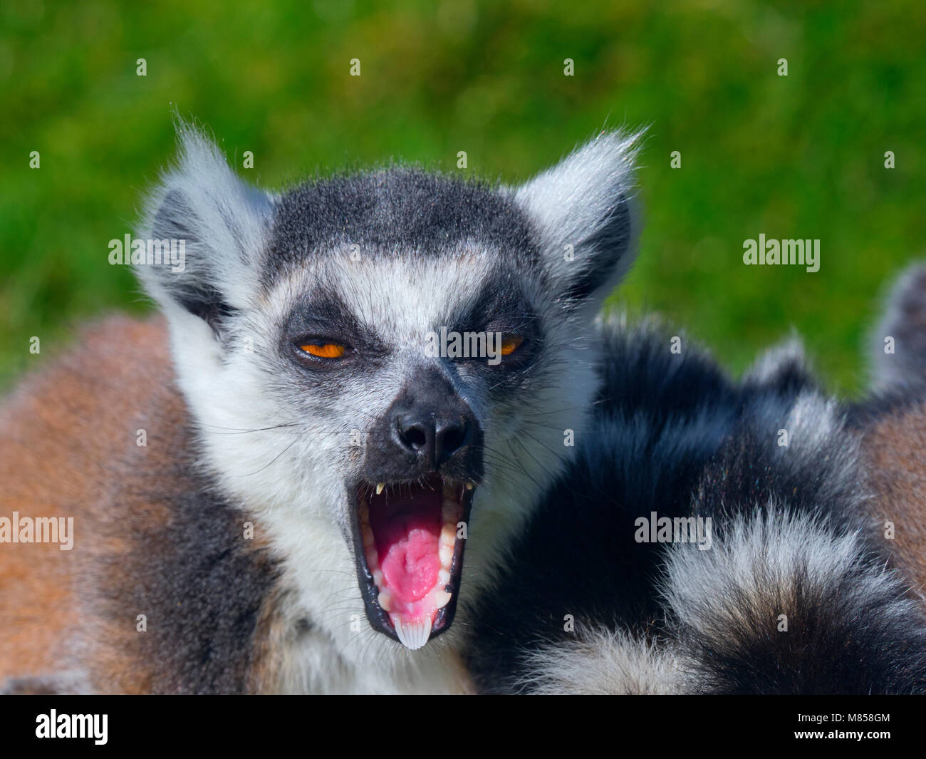 Ring-tailed lemur Lemur catta Stock Photo - Alamy