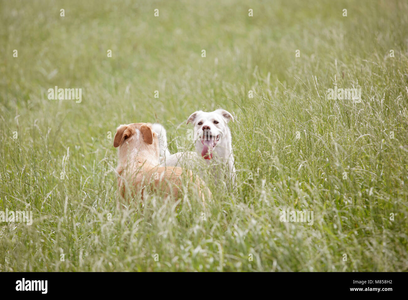 two dogs are romping on a big green field Stock Photo - Alamy