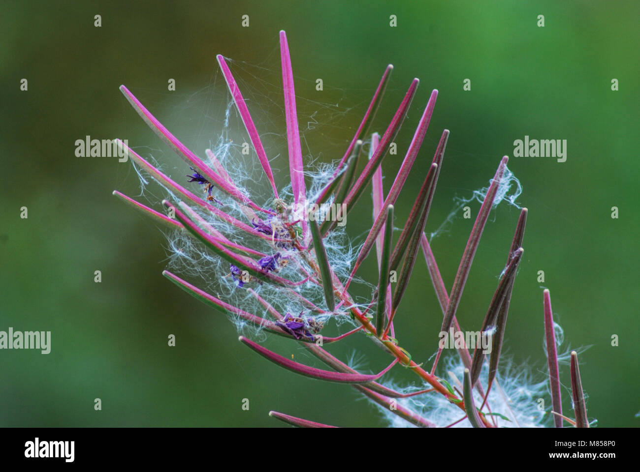 Red spiky plant that has captured dandelion fluff Stock Photo - Alamy