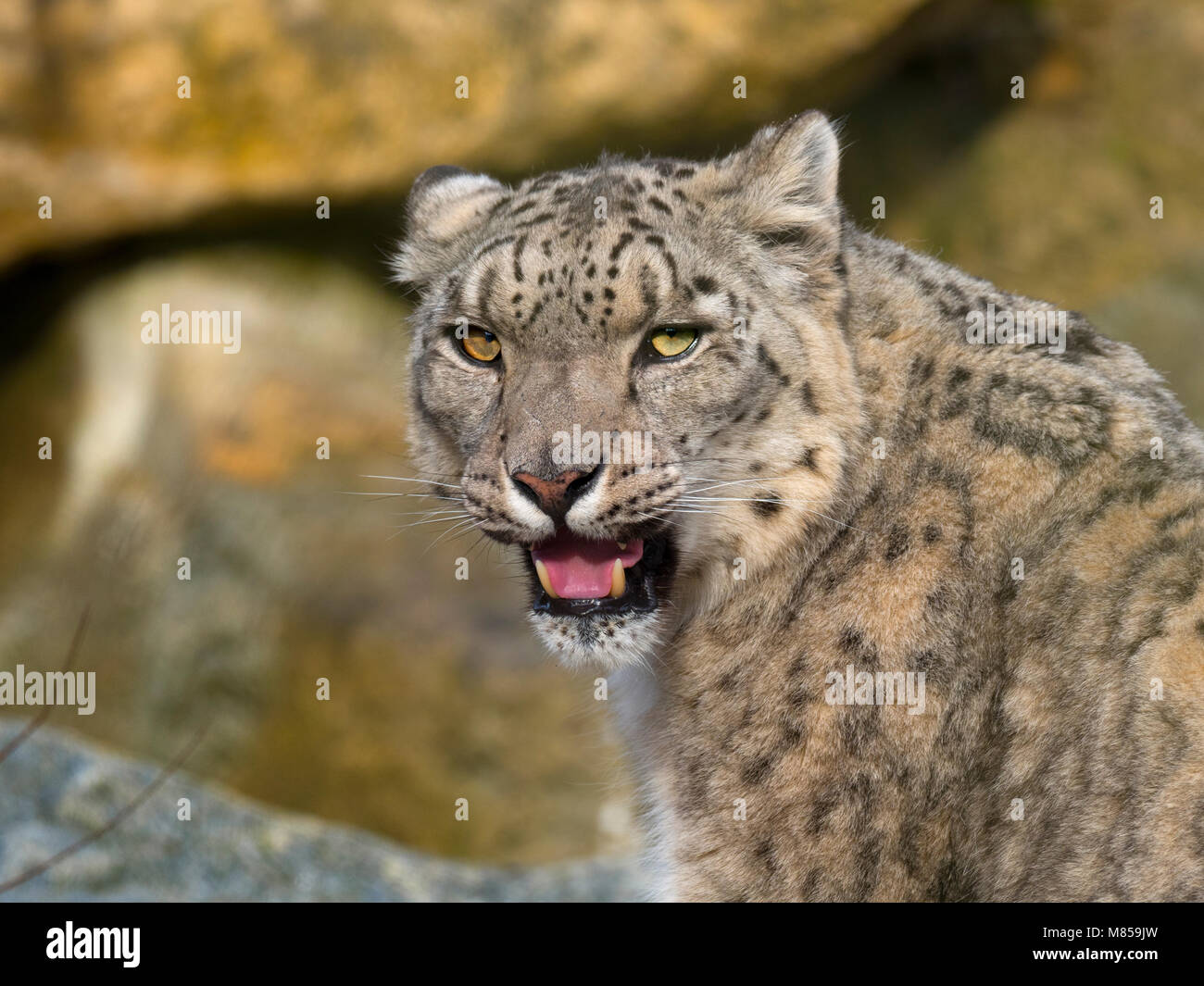 Portrait of captive Snow leopard or ounce Panthera uncia Stock Photo ...