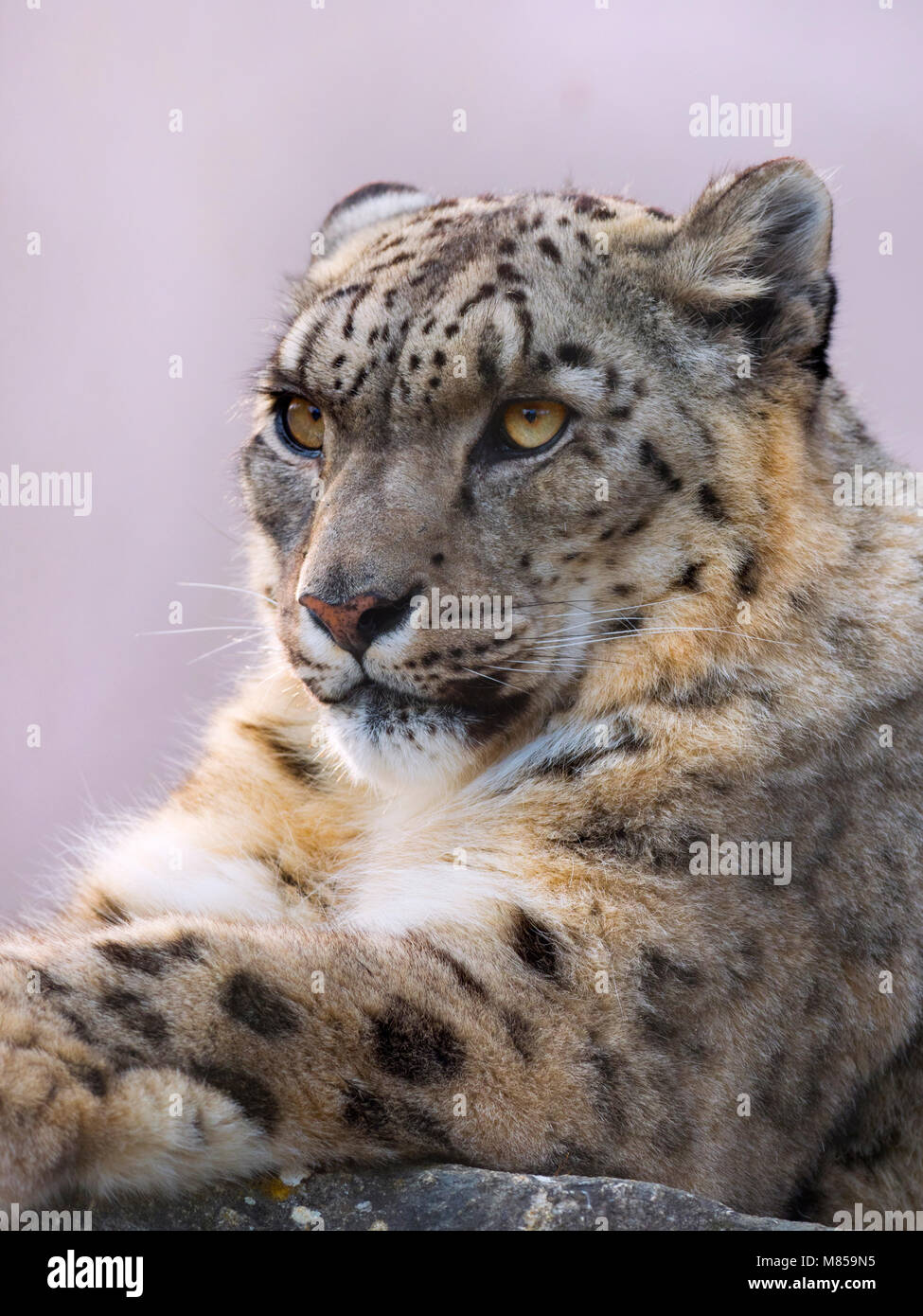 Portrait of captive Snow leopard or ounce Panthera uncia Stock Photo ...
