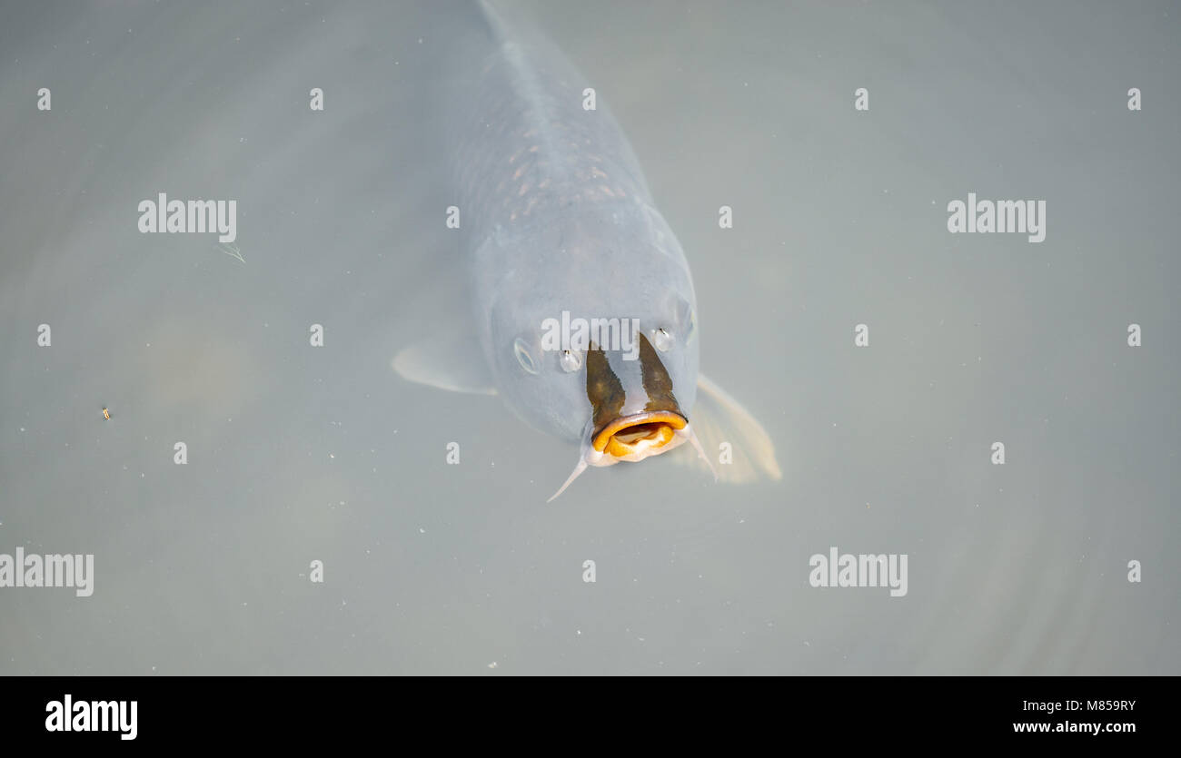 Fish mouth hi-res stock photography and images - Alamy