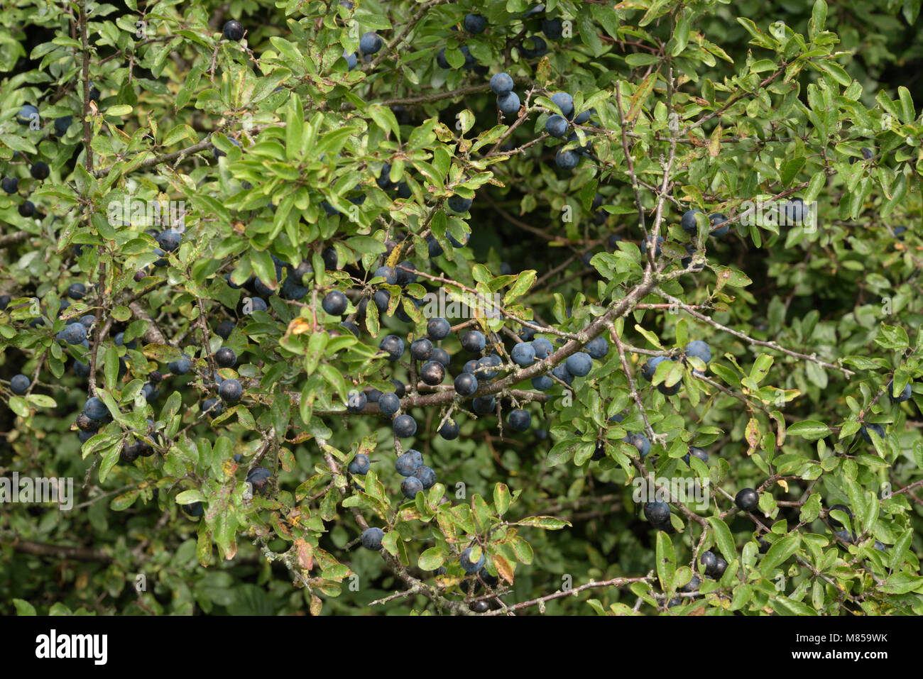 Blackthorn Fruits (Sloes), Prunus spinosa Stock Photo - Alamy