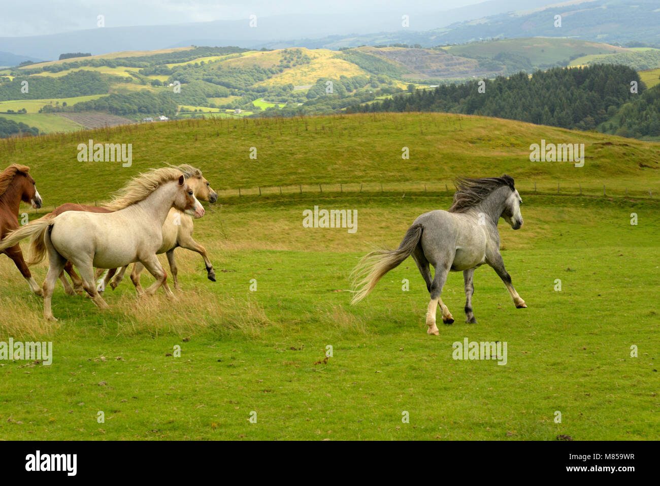 Ponies Galloping in a Welsh Hillside Field Stock Photo - Alamy