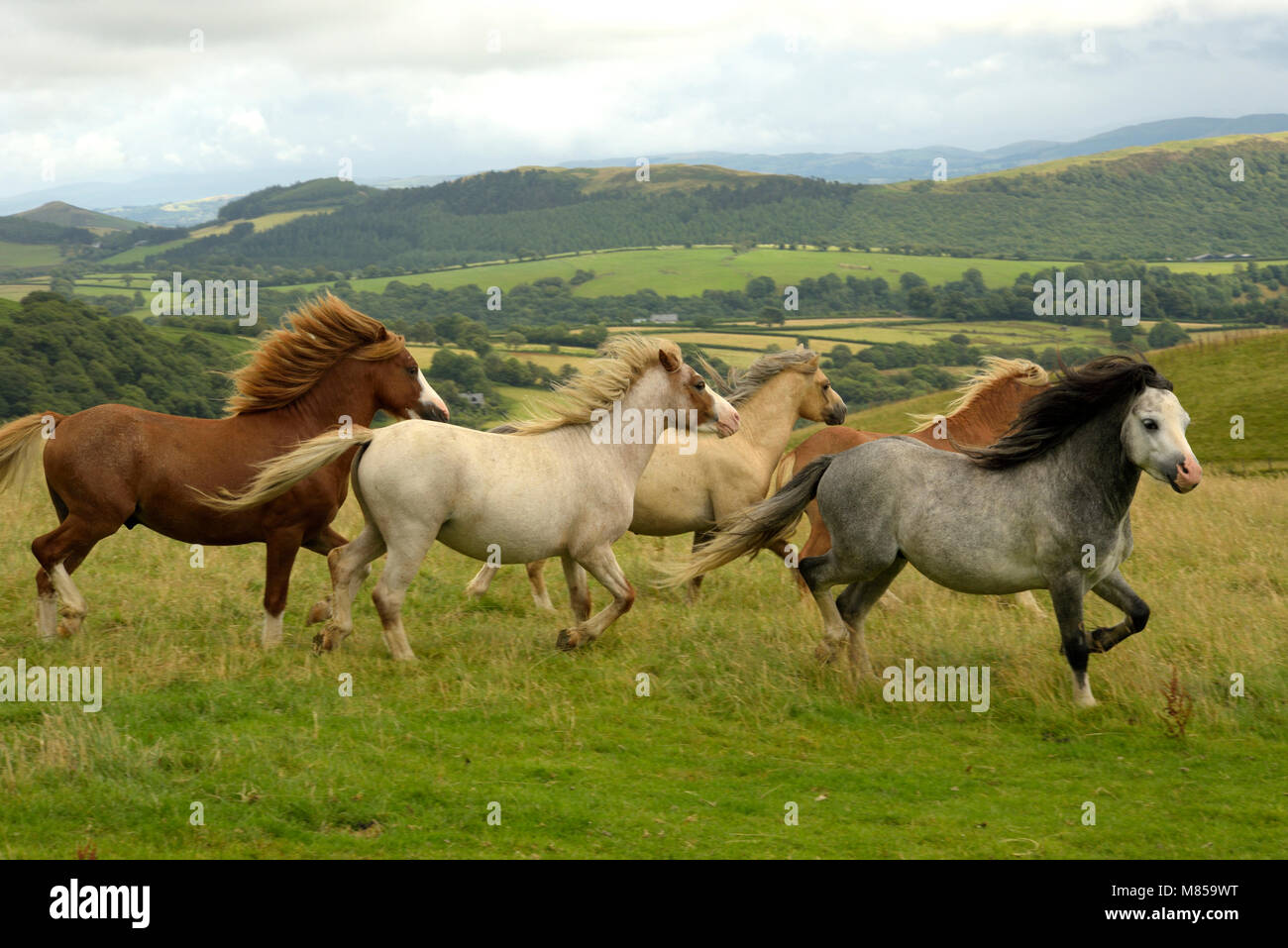 Ponies Galloping in a Welsh Hillside Field Stock Photo - Alamy