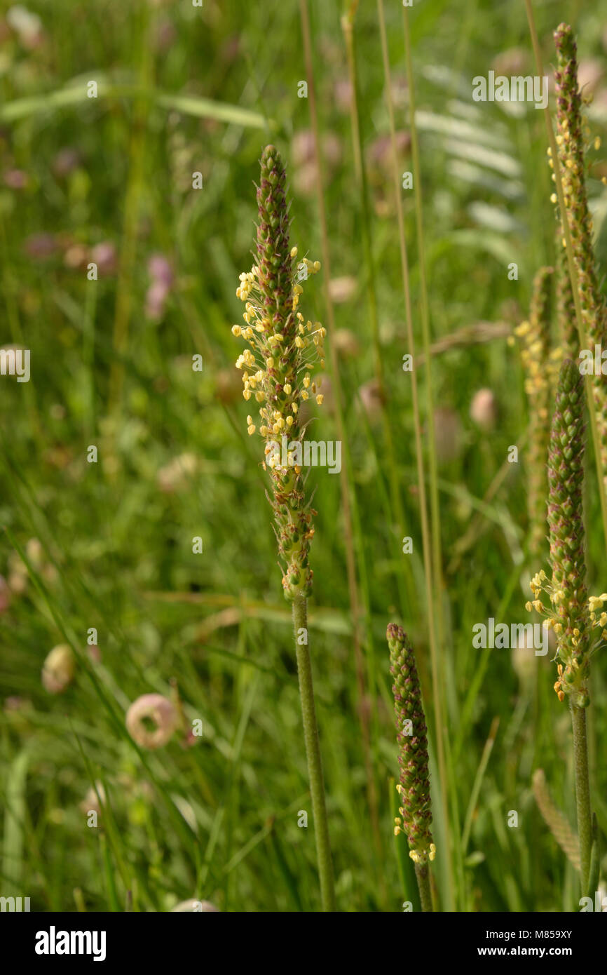 Sea Plantain, Plantago maritima Stock Photo - Alamy