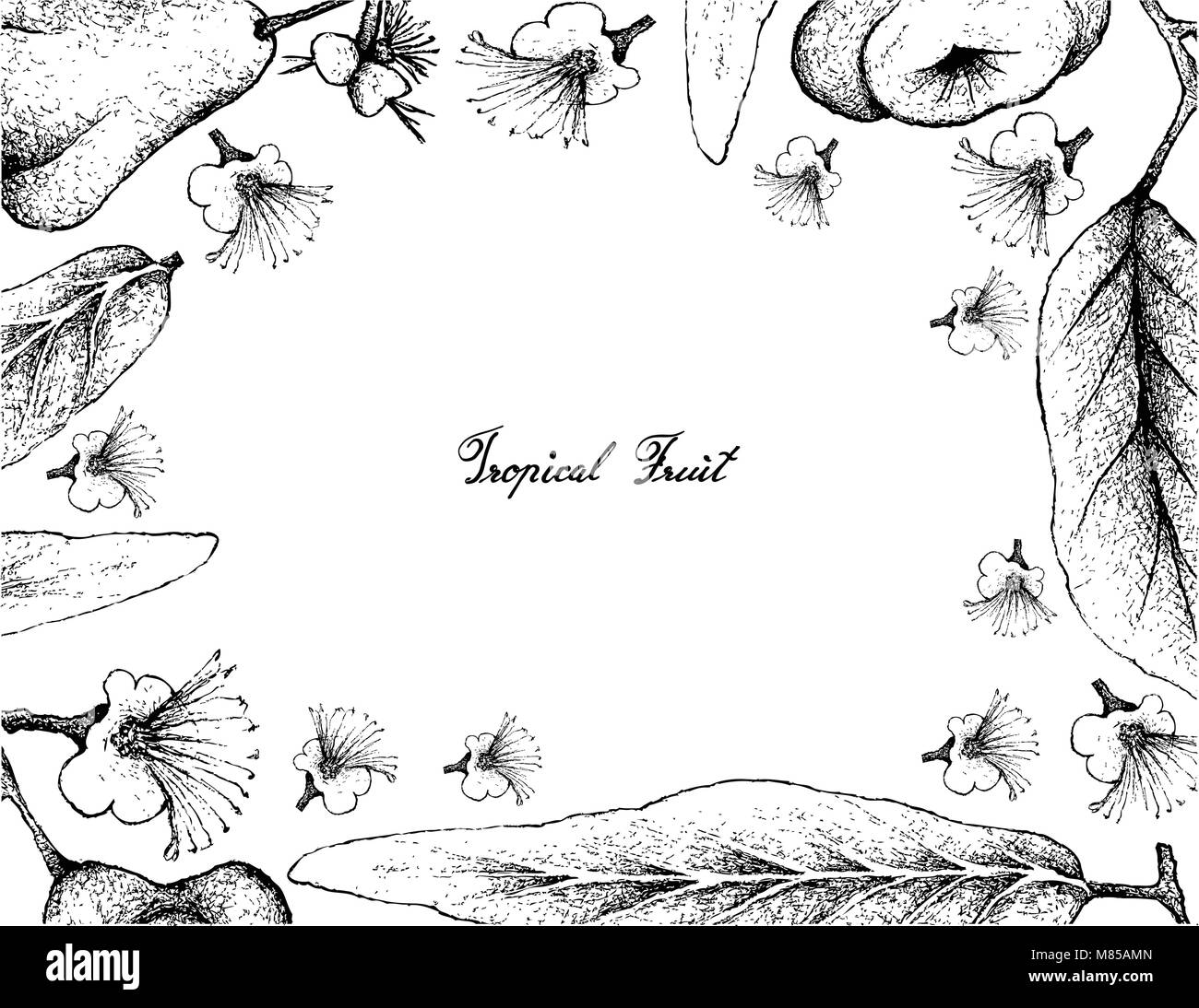 Tropical Fruits, Illustration Frame of Hand Drawn Sketch Java Rose ...