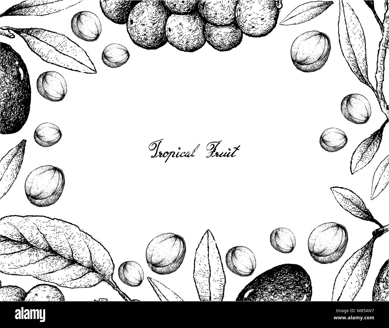 Lanzones Stock Vector Images - Alamy