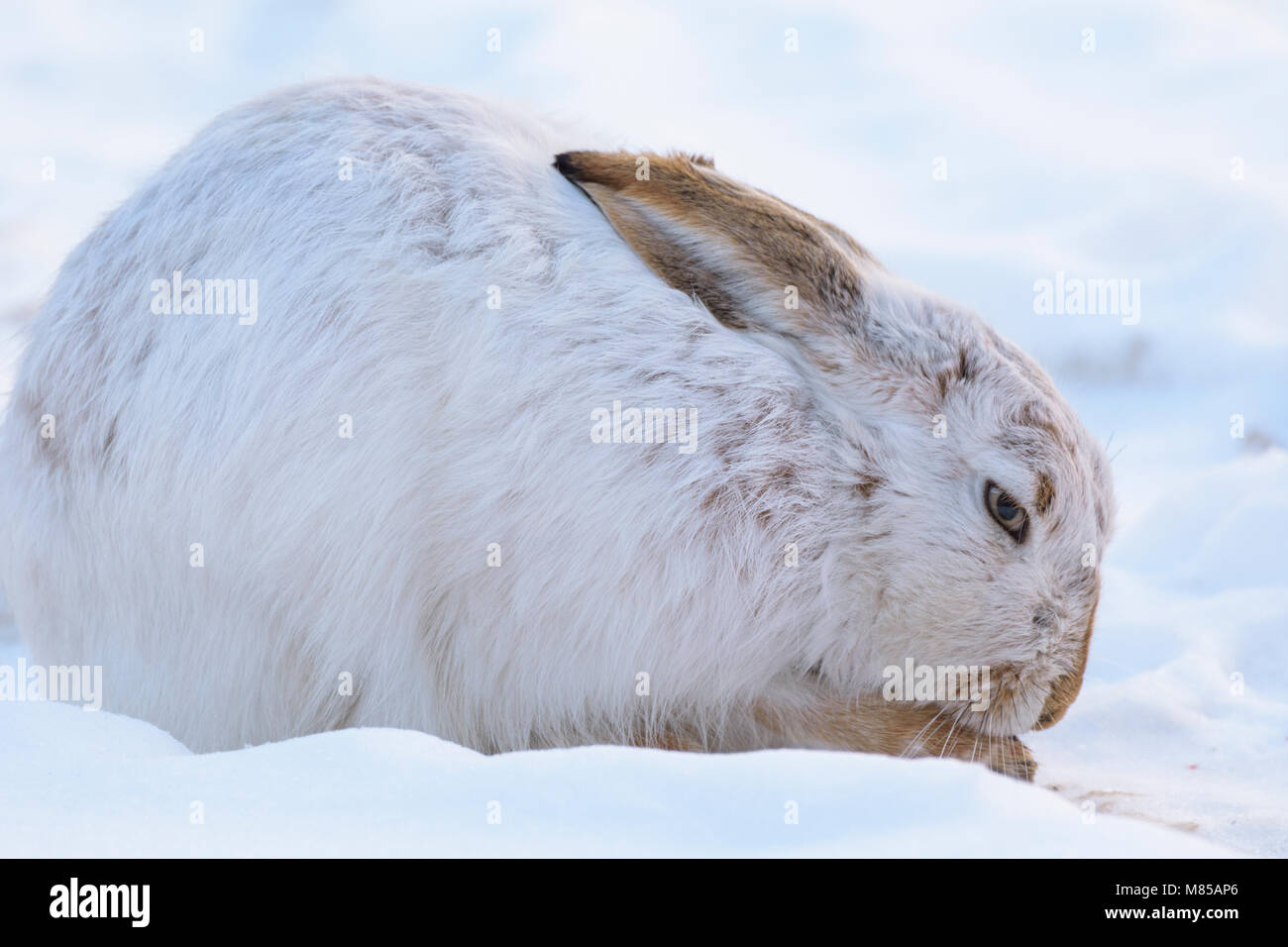 White-tailed Jackrabbit (Lepus townsendii) in white winter coat ...