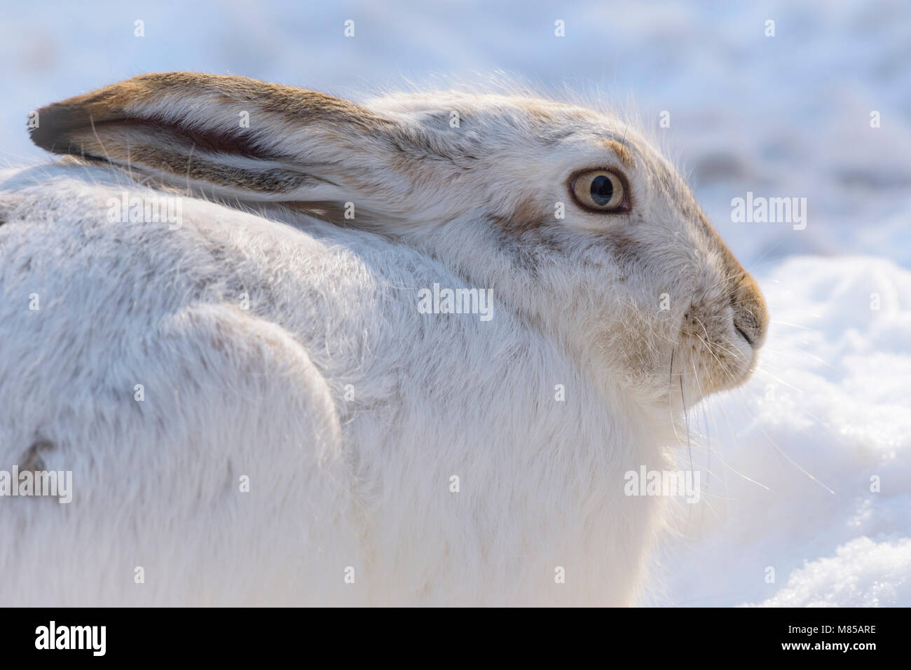 White-tailed Jackrabbit (Lepus townsendii) in white winter coat ...