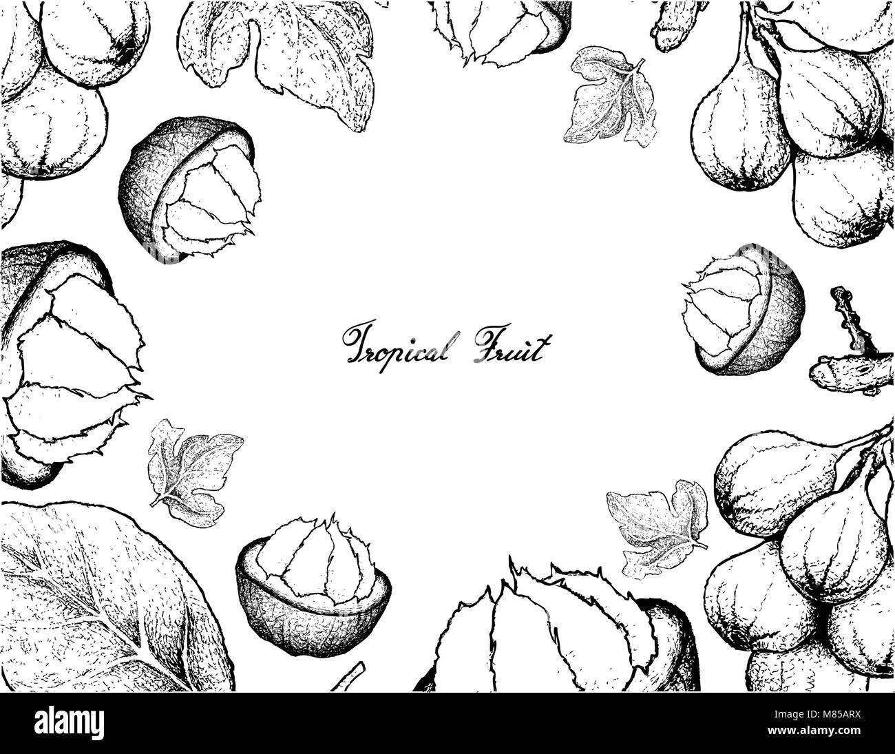 Tropical Fruits, Illustration Frame of Hand Drawn Sketch Sandoricum ...