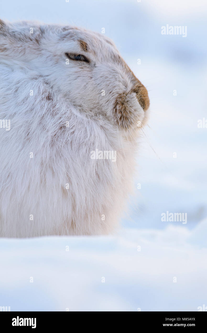 Jackrabbit hi-res stock photography and images - Alamy
