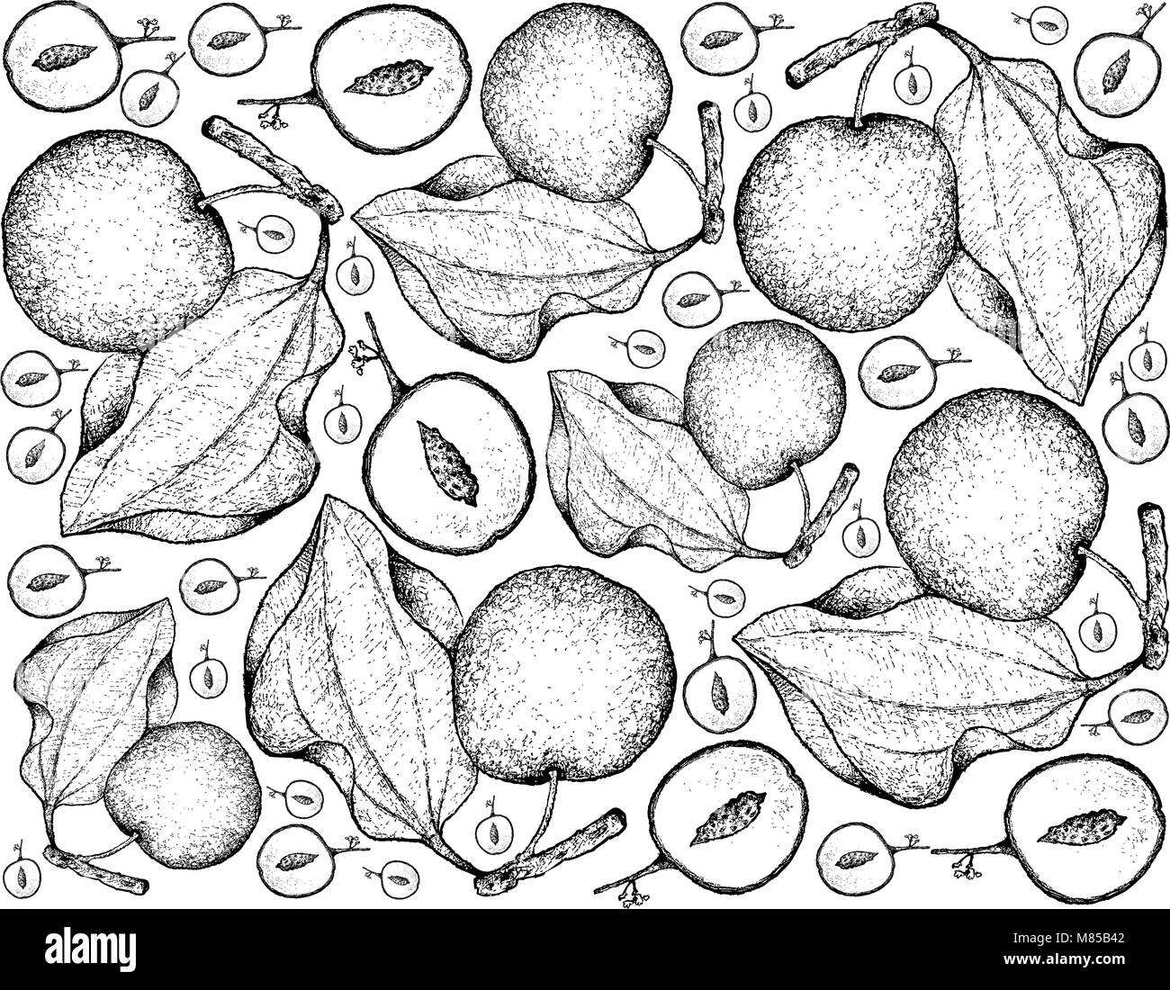 Ziziphus mauritiana Stock Vector Images - Alamy