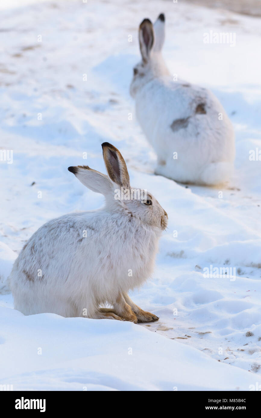 White-tailed Jackrabbits (Lepus townsendii) in white winter coat ...