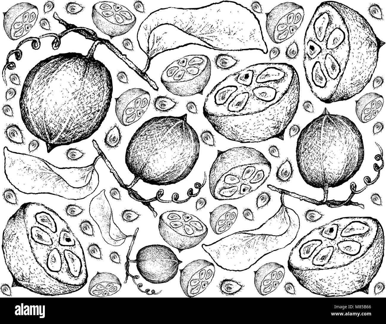 Tropical Fruits, Illustration Wallpaper Background of Hand Drawn Sketch ...