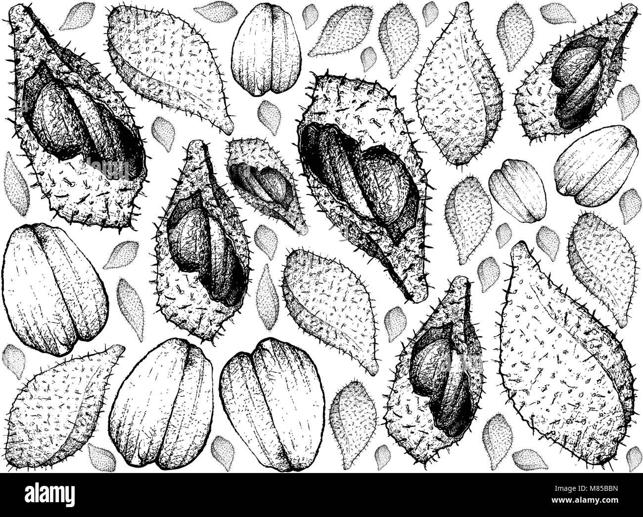 Zalacca vector vectors hi-res stock photography and images - Alamy