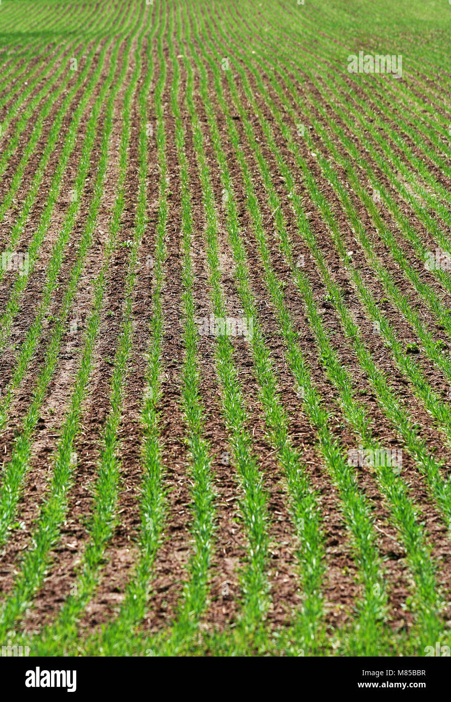 Green rows of grass field Stock Photo - Alamy