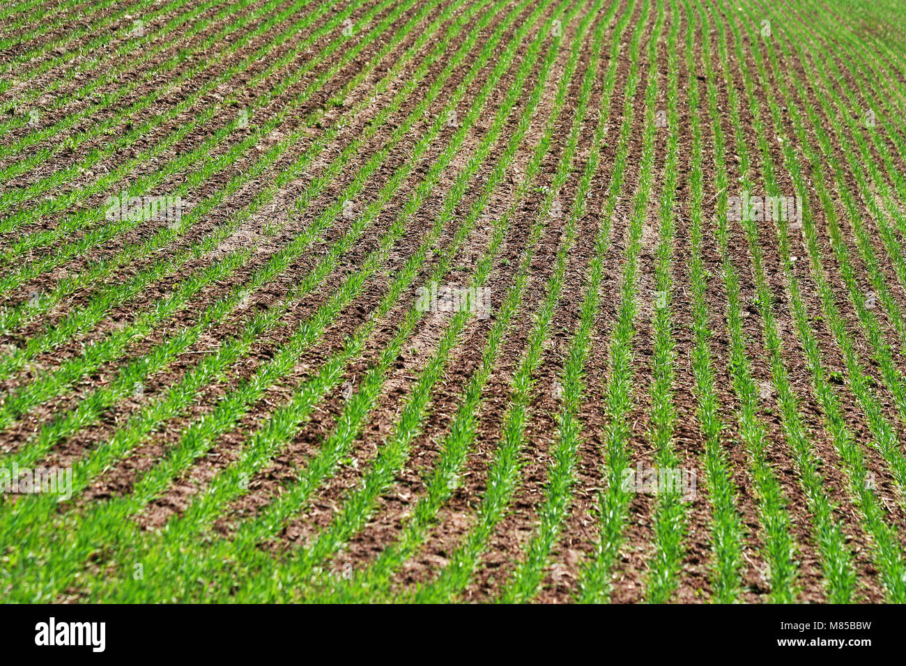Rows of grass hi-res stock photography and images - Alamy