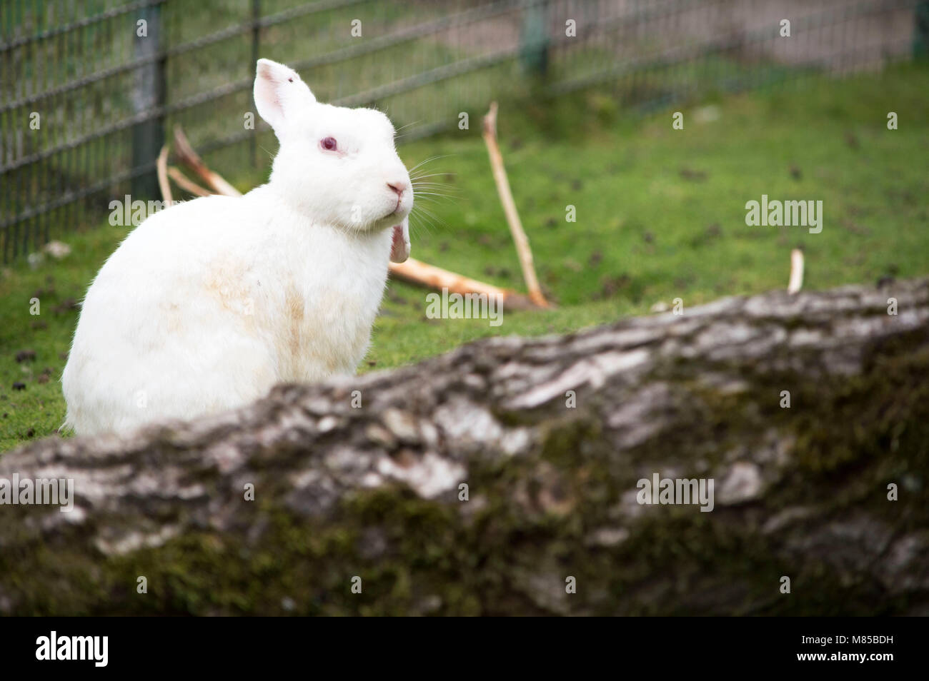 Zoo animals enclosure hi-res stock photography and images - Alamy
