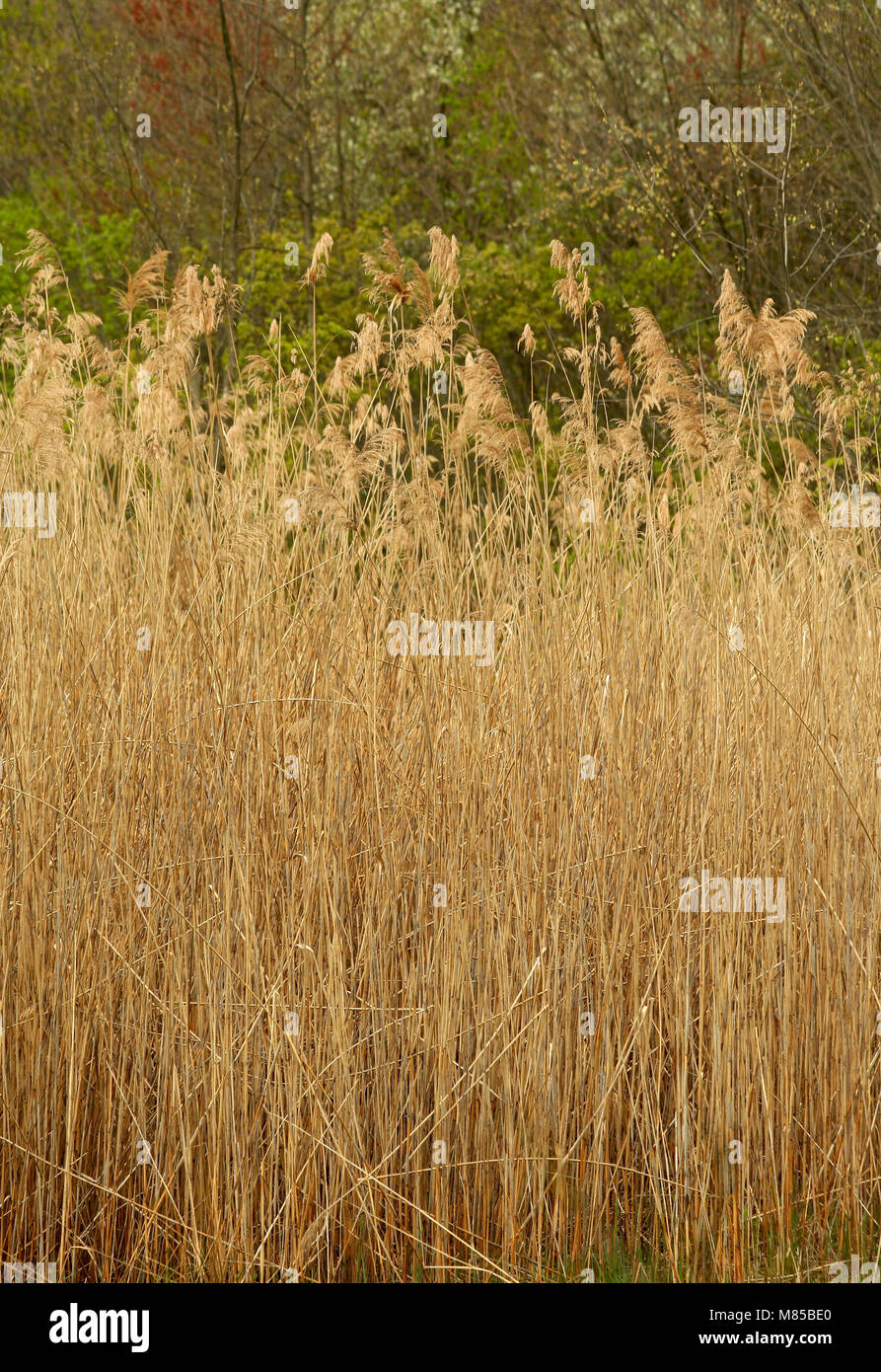 Some Tall reed plants Stock Photo - Alamy