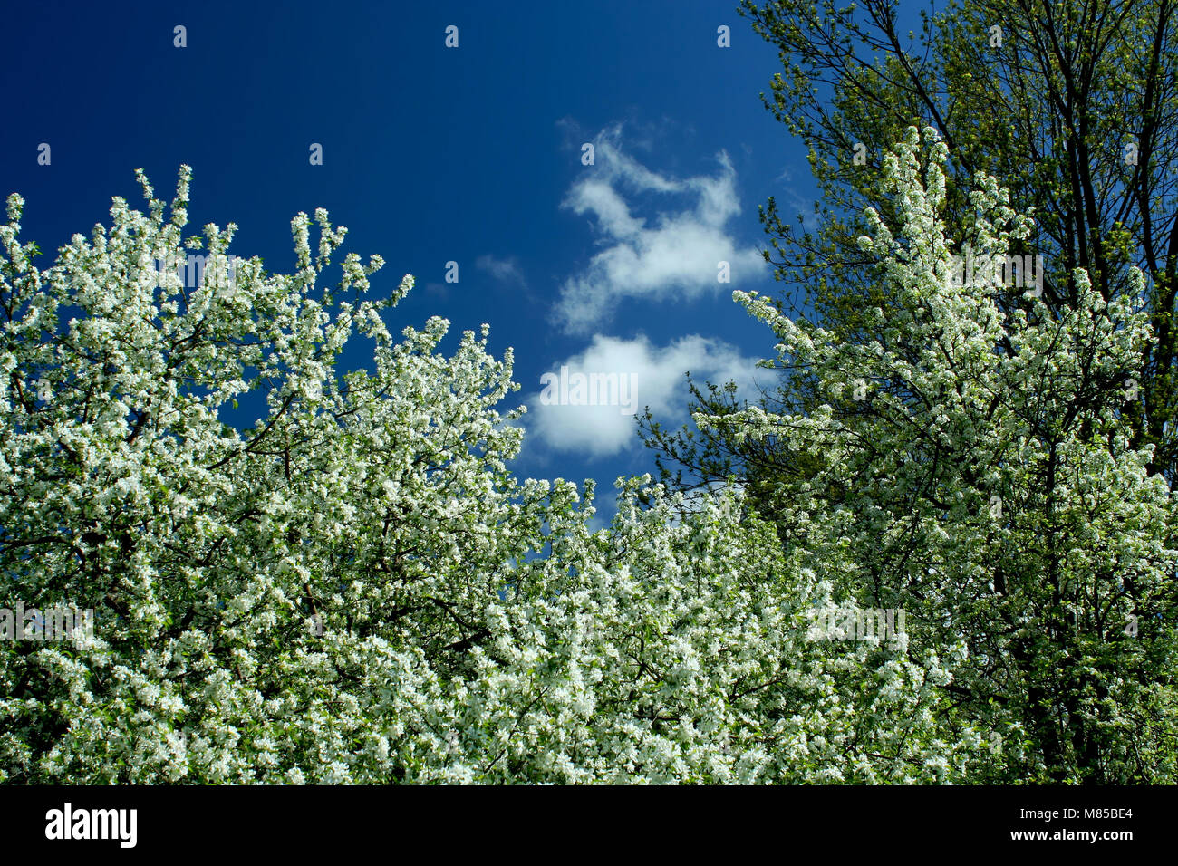 Spring trees and blue sky image Stock Photo - Alamy