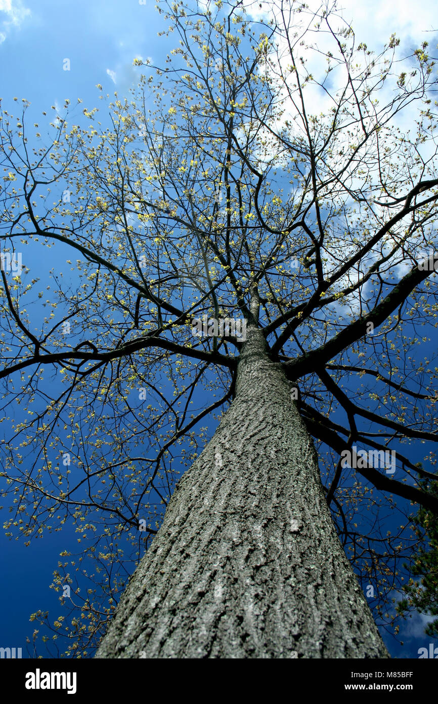 Looking up a tall tree with sky Stock Photo - Alamy