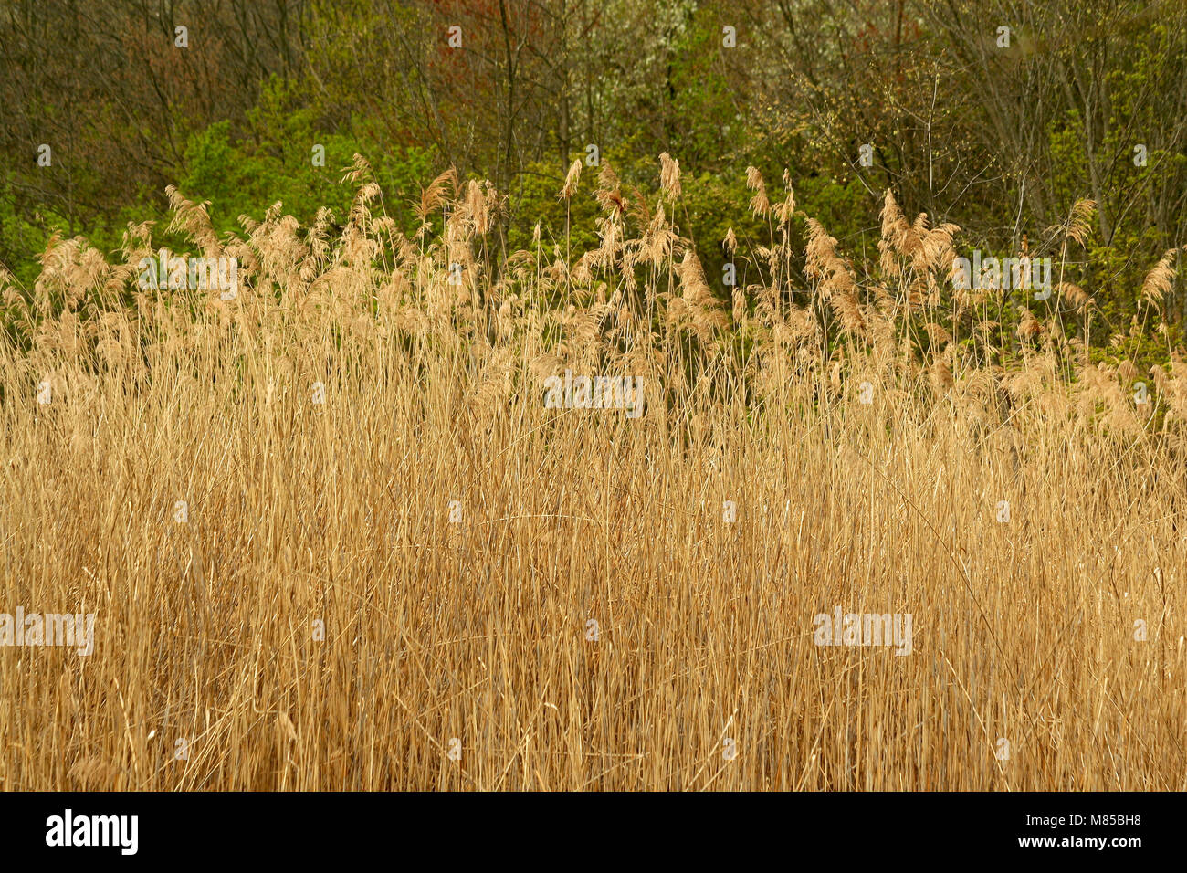 Some Tall reed plants Stock Photo - Alamy