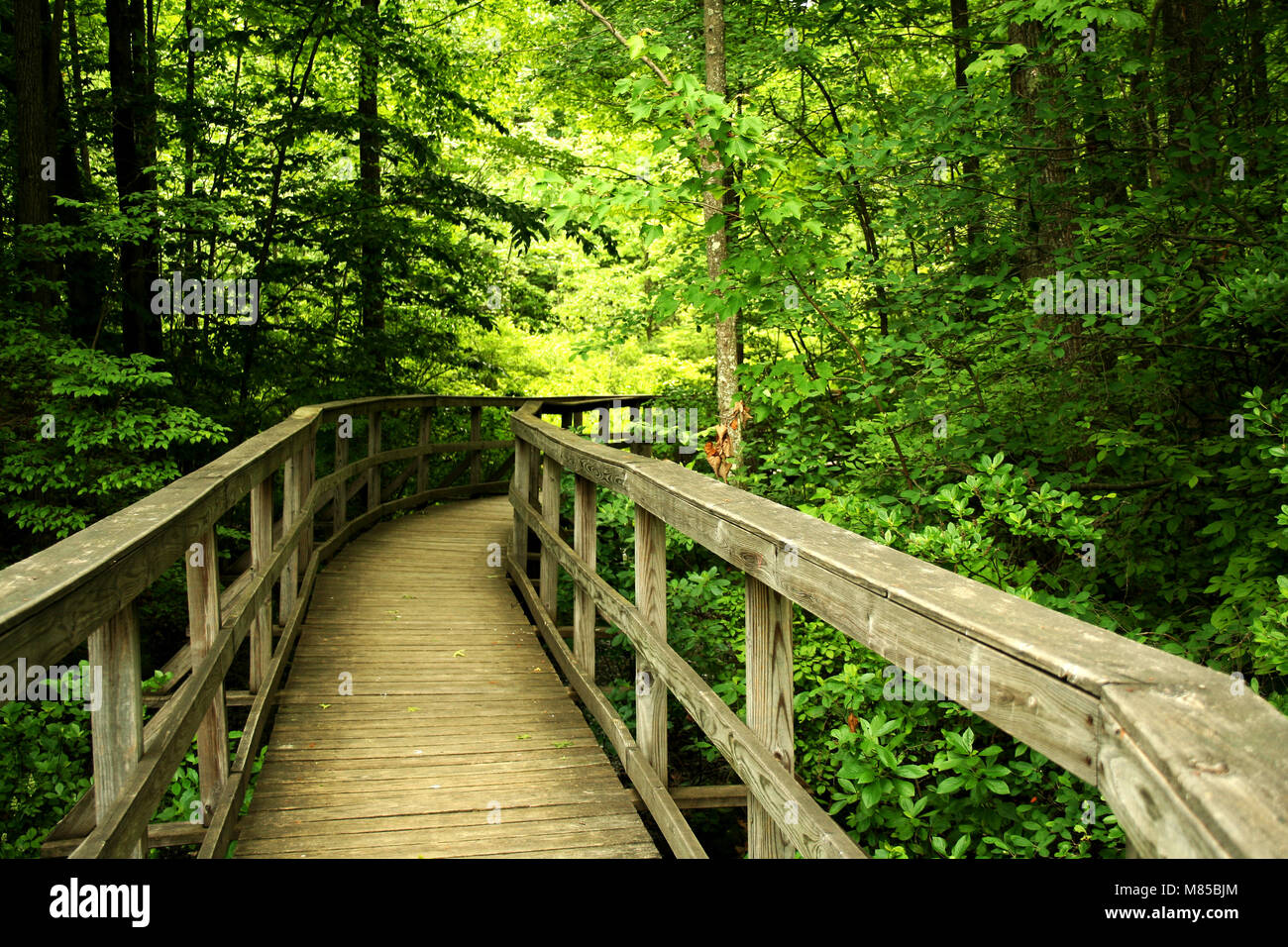a Wooden bridge through the forest Stock Photo - Alamy