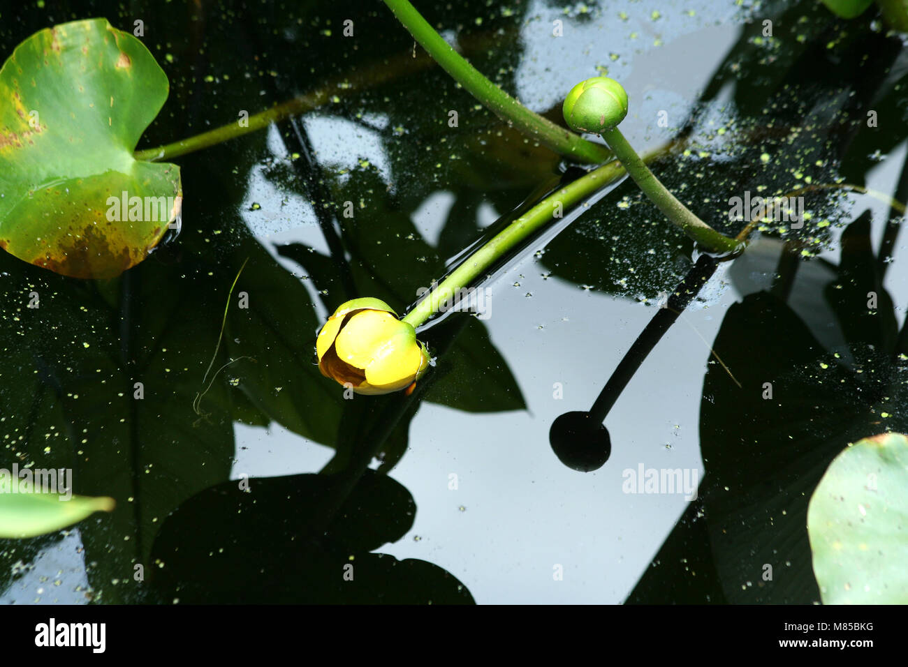 Lillypad hi-res stock photography and images - Alamy