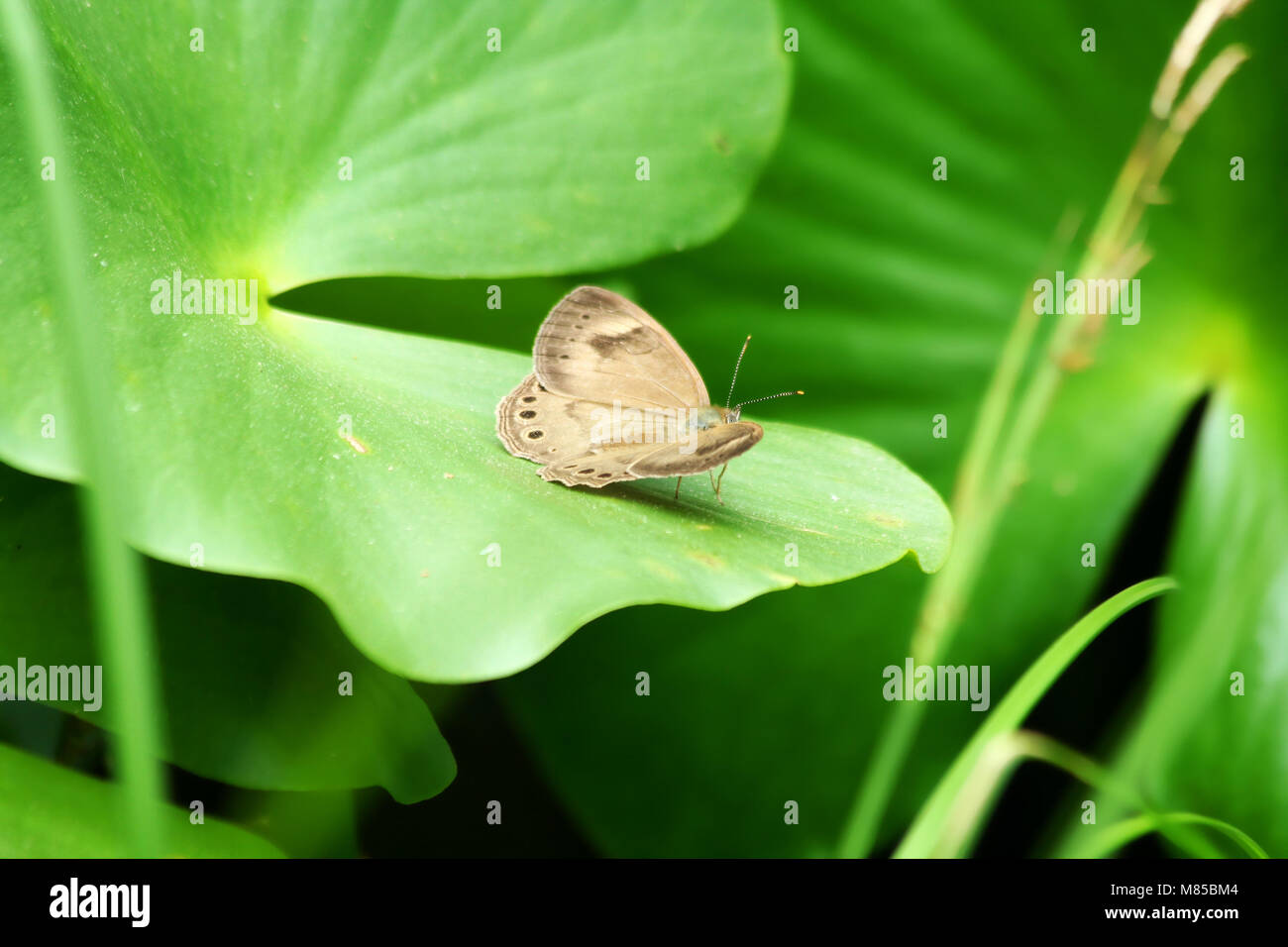 A Appalachian brown butterfly on swamp plants Stock Photo - Alamy