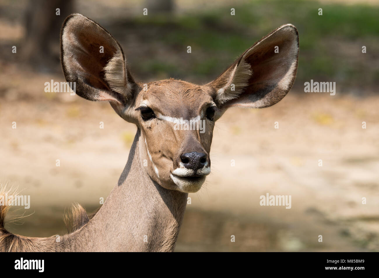 Close up of the Antelope female face Stock Photo - Alamy