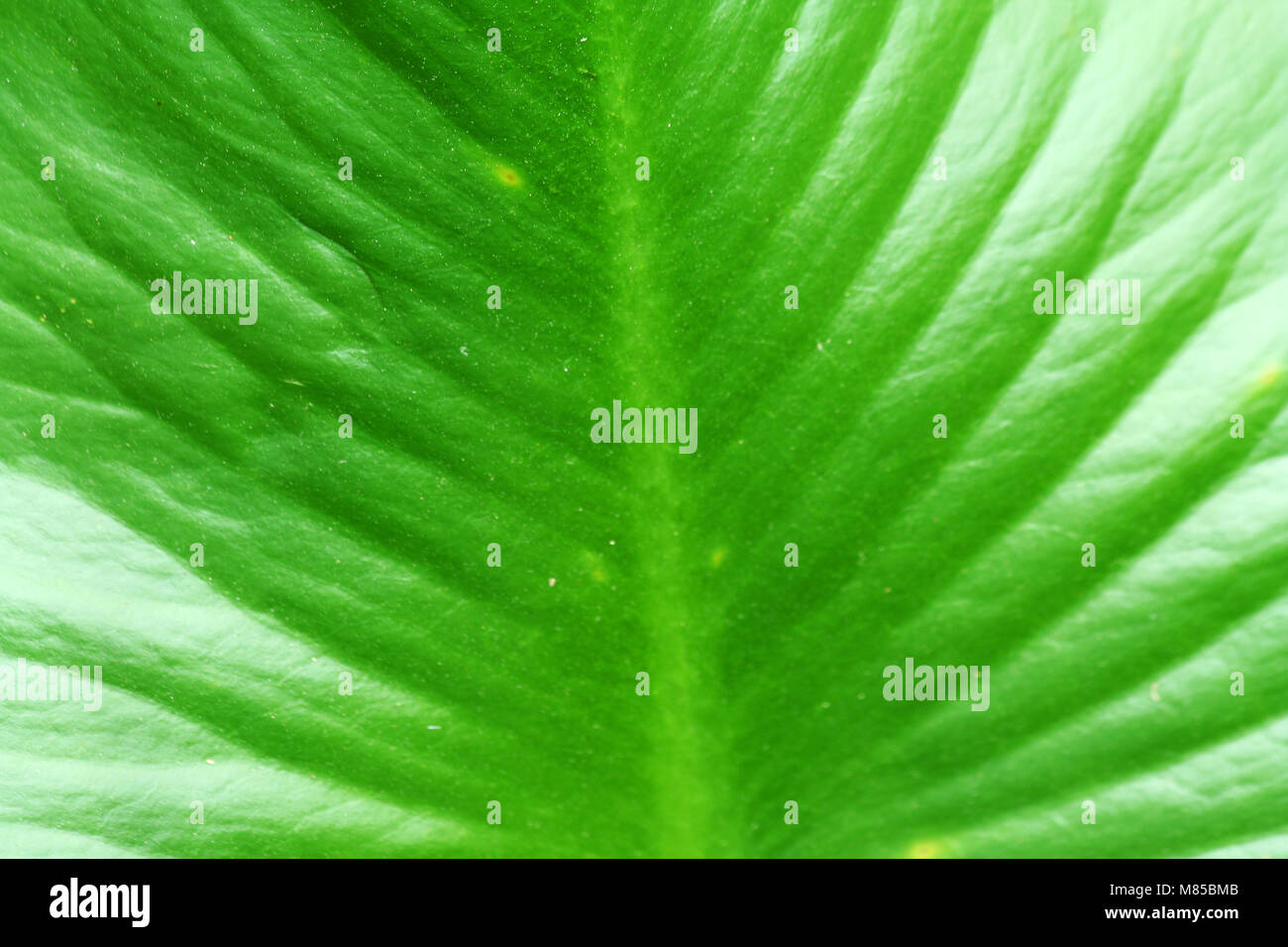 A Large swamp plant leaf background Stock Photo - Alamy