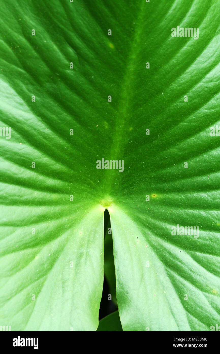 Swamp plant hi-res stock photography and images - Alamy