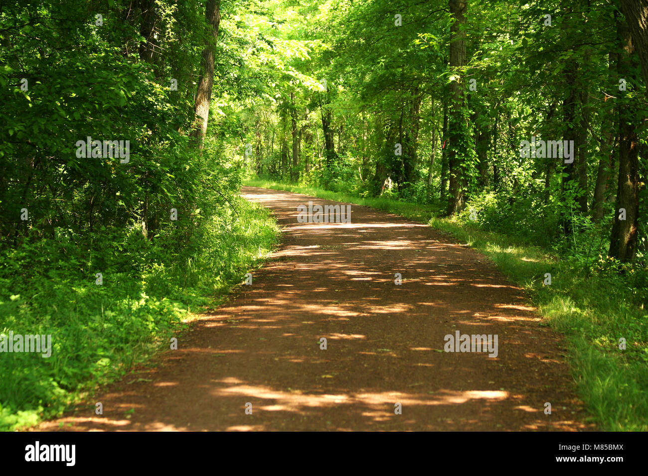A Pathway through the forest Stock Photo - Alamy