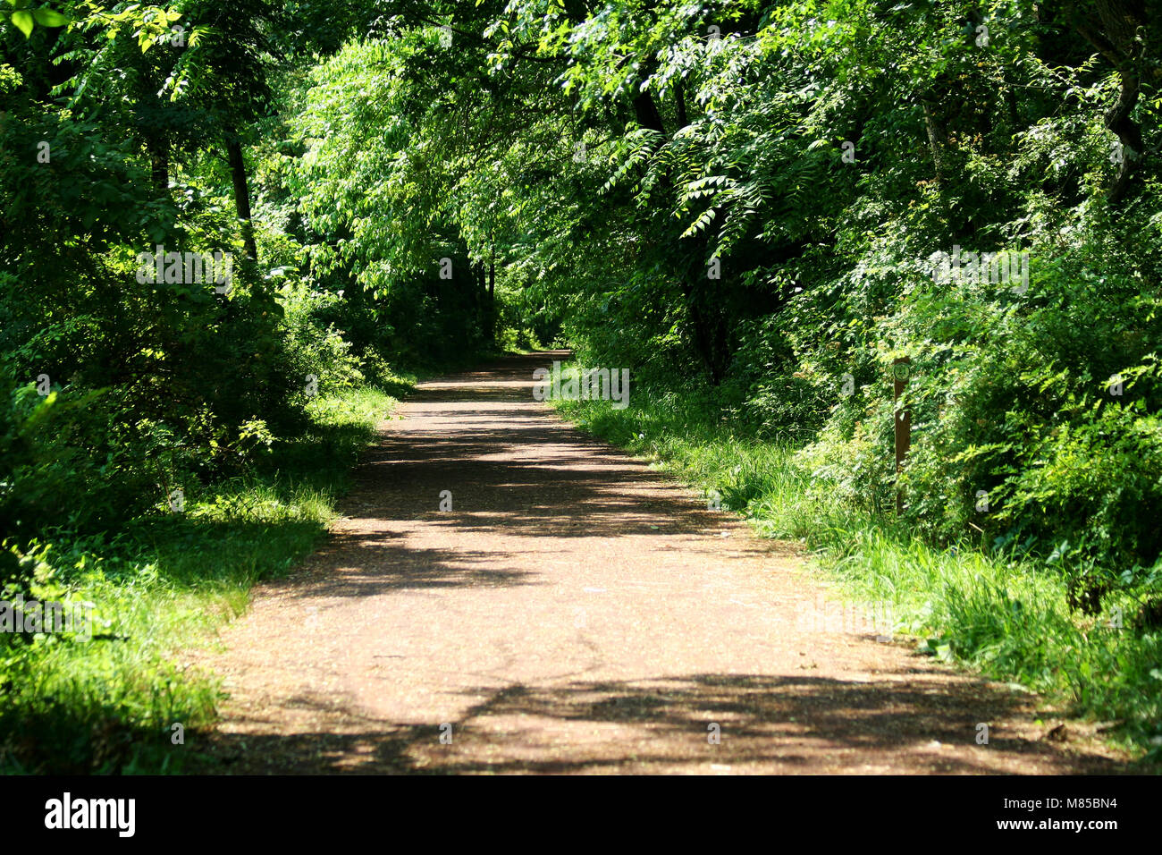 A Pathway through the forest Stock Photo - Alamy