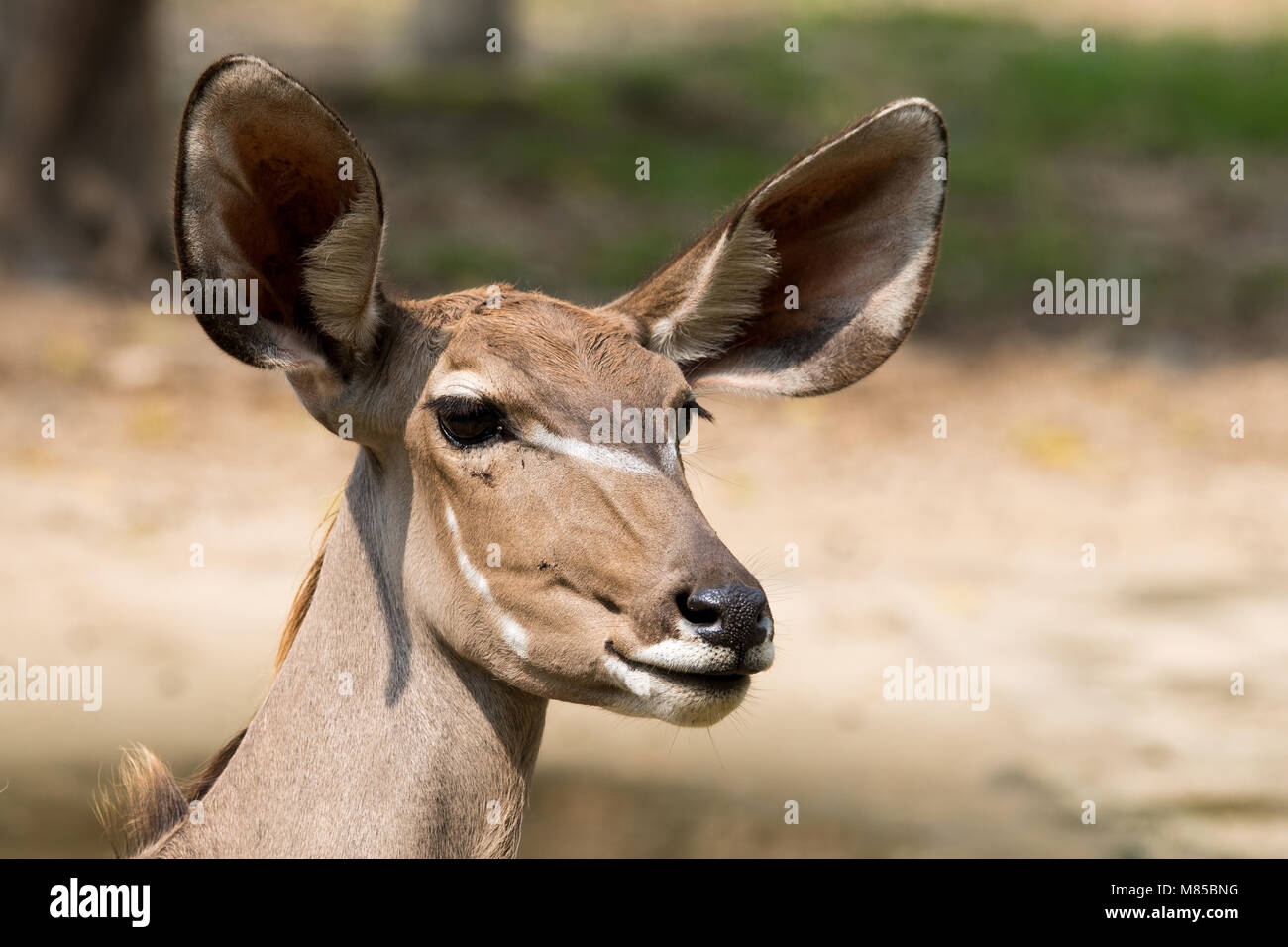 Close up of the Antelope female face Stock Photo - Alamy