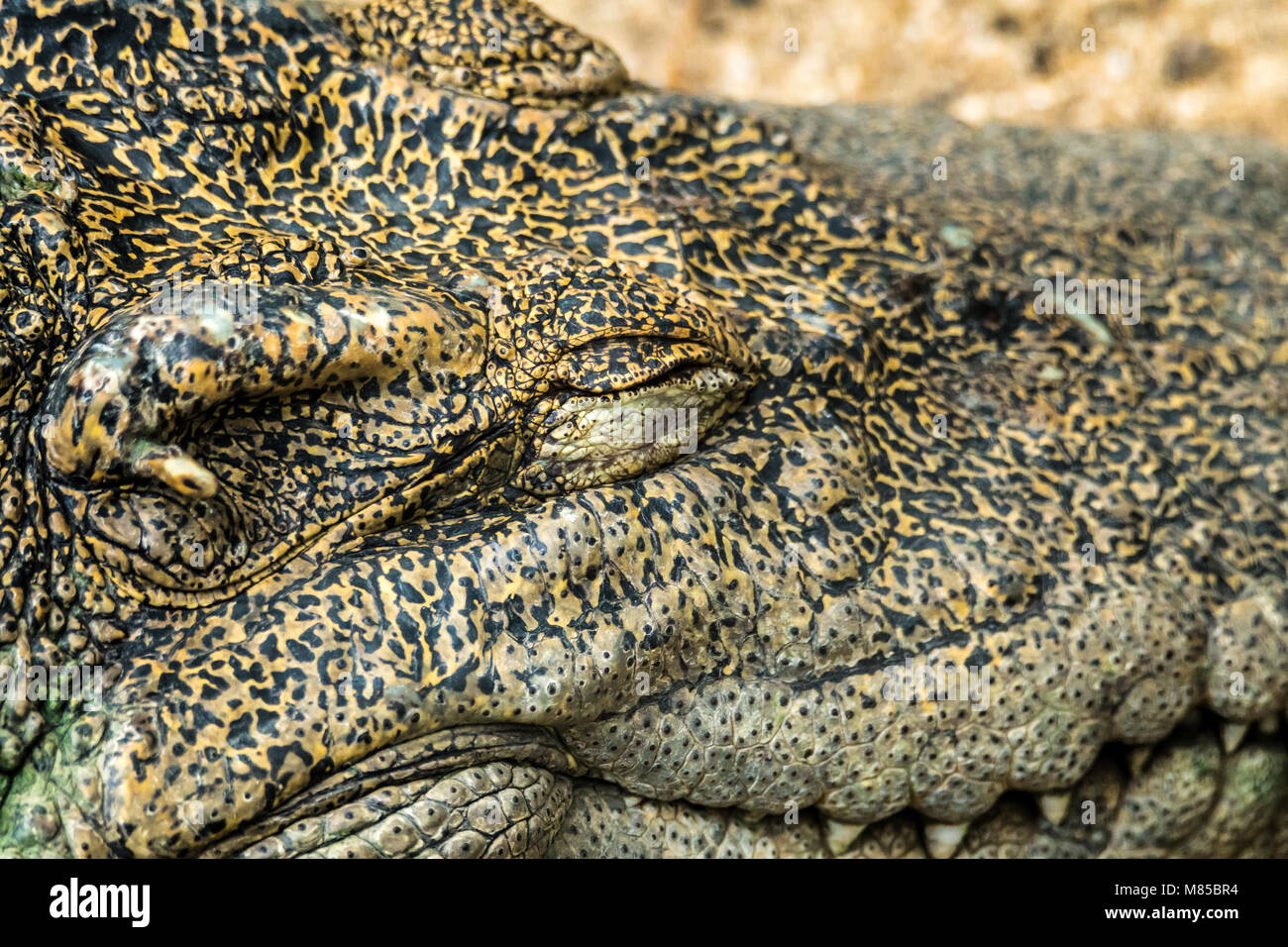 Crocodile relaxing hi-res stock photography and images - Alamy