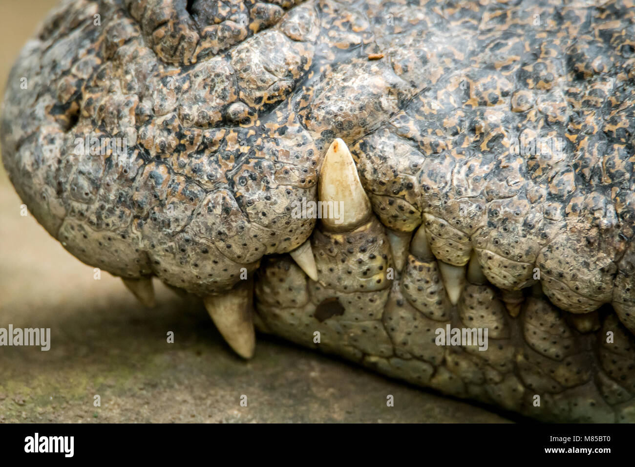 big crocodile face Stock Photo - Alamy