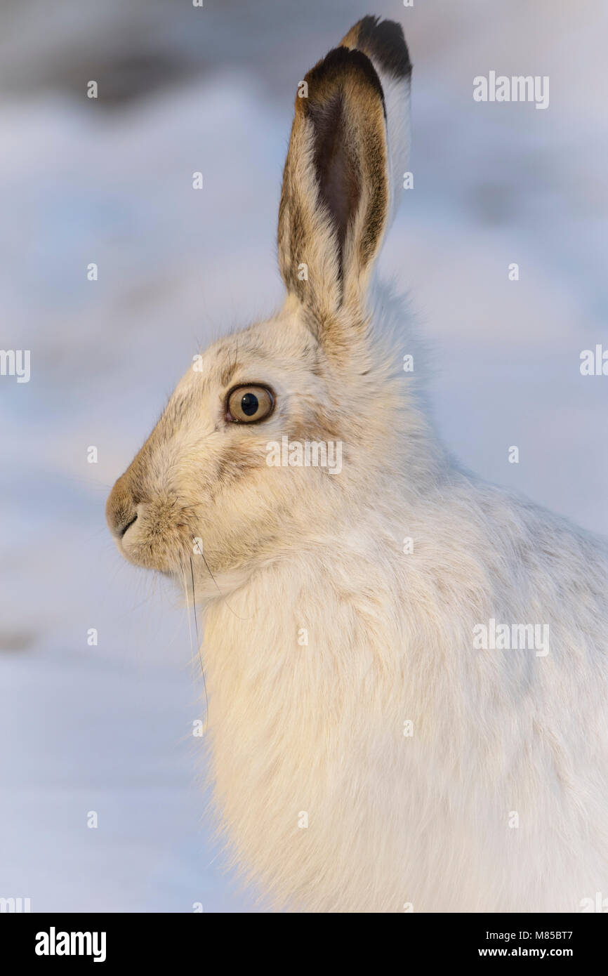 White-tailed Jackrabbit (Lepus townsendii) in white winter coat ...