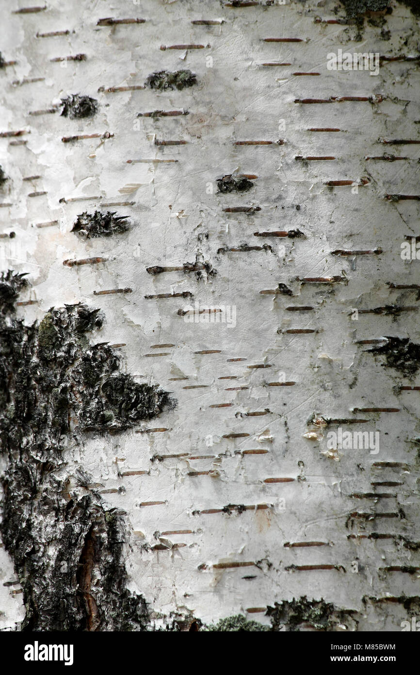 A White birch tree background Stock Photo - Alamy
