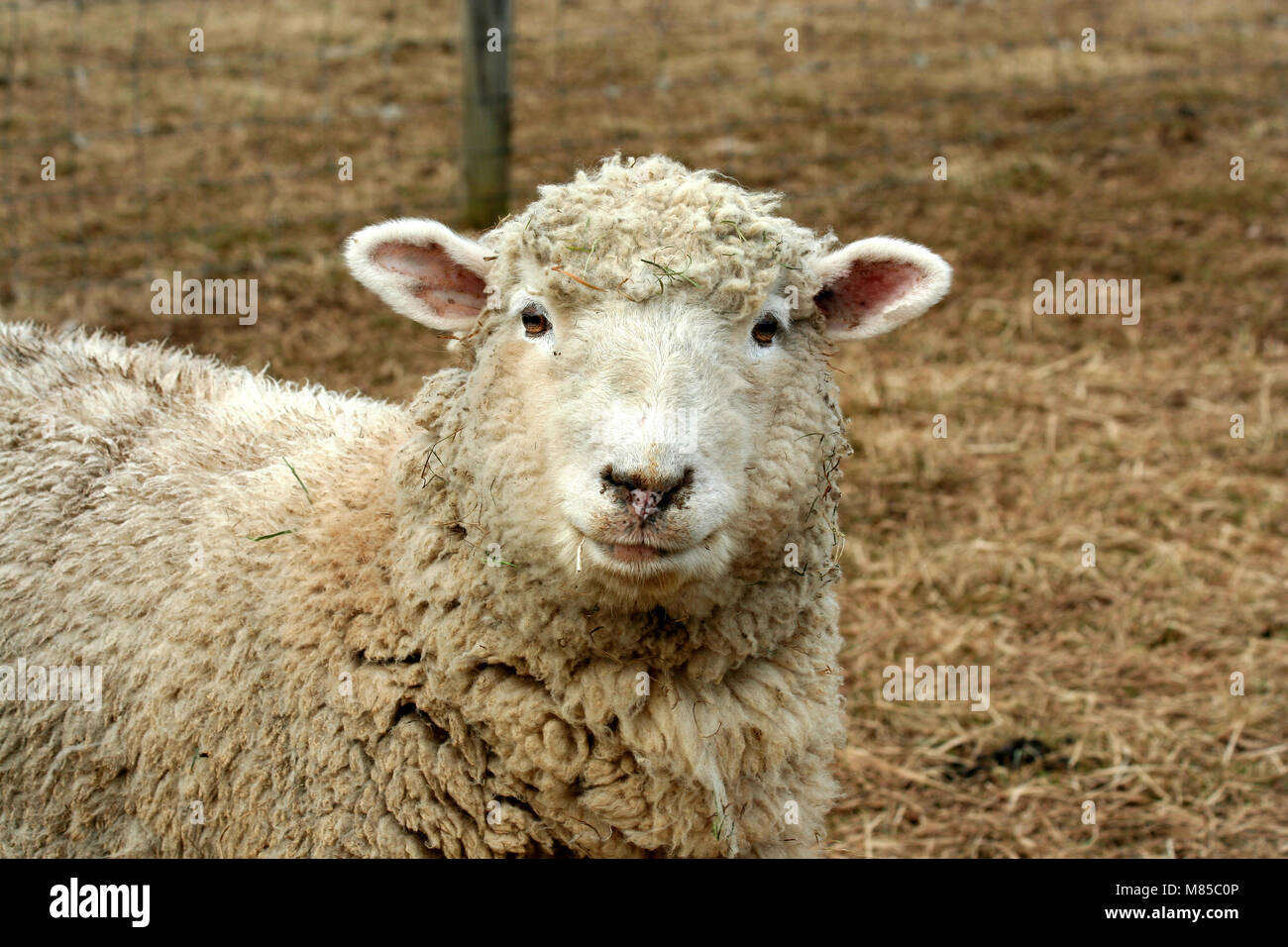 A Sheep staring in a field Stock Photo - Alamy