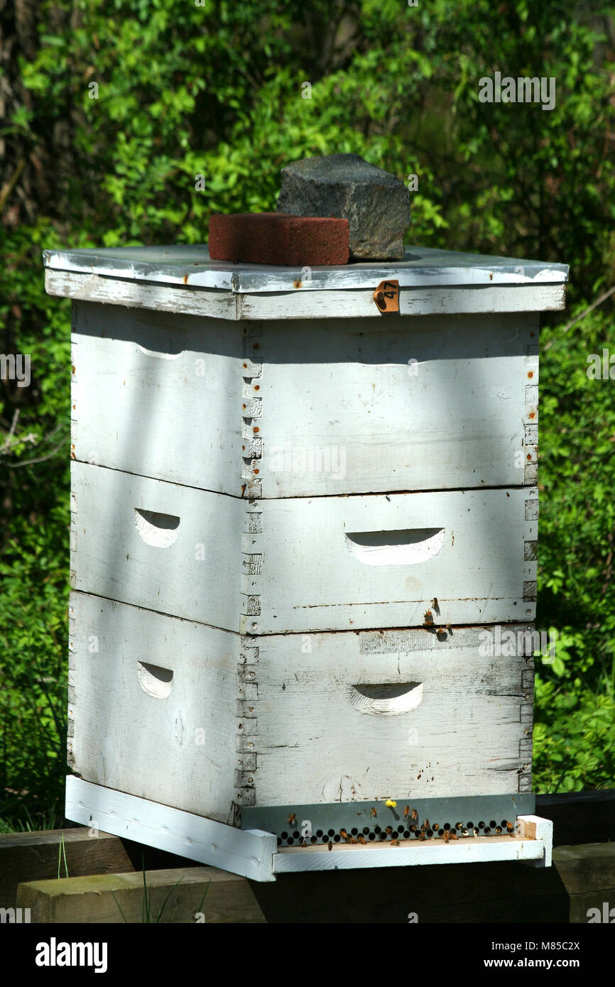 A image of a beehive colony Stock Photo - Alamy