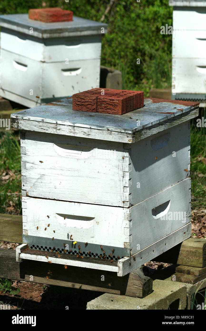 A image of a beehive colony Stock Photo - Alamy