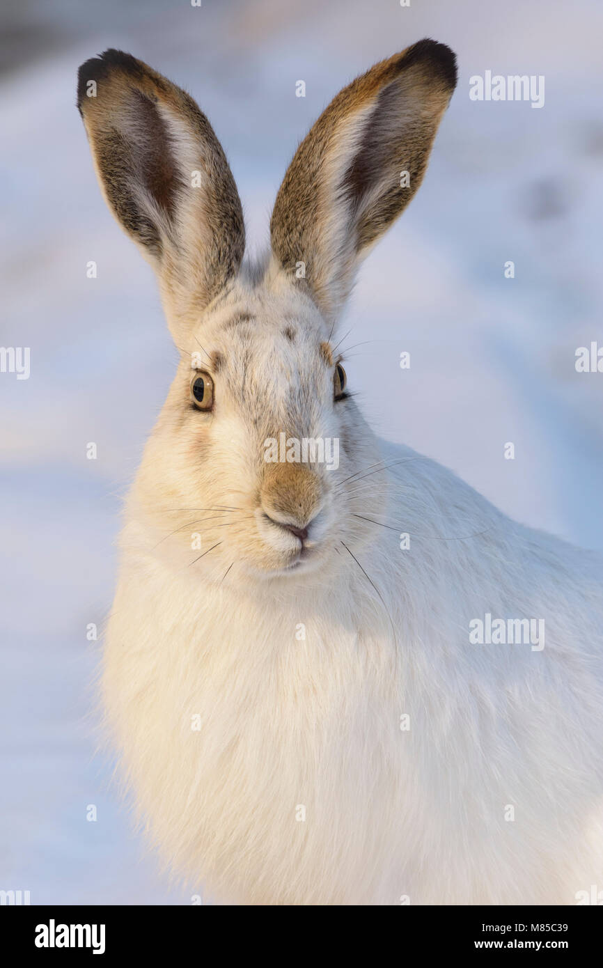 White-tailed Jackrabbit (Lepus townsendii) in white winter coat ...