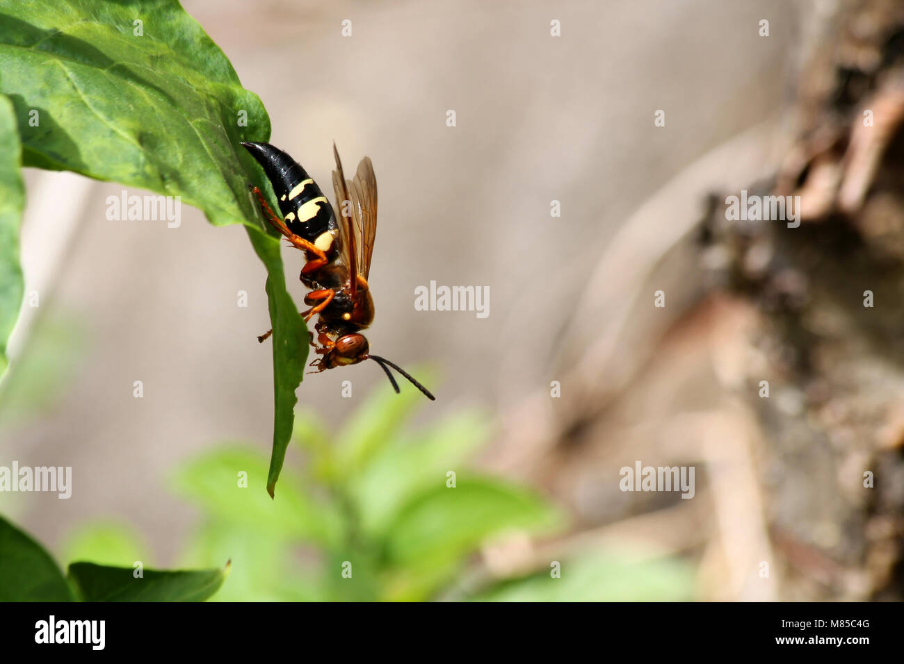 Cicada killer wasp hi-res stock photography and images - Alamy