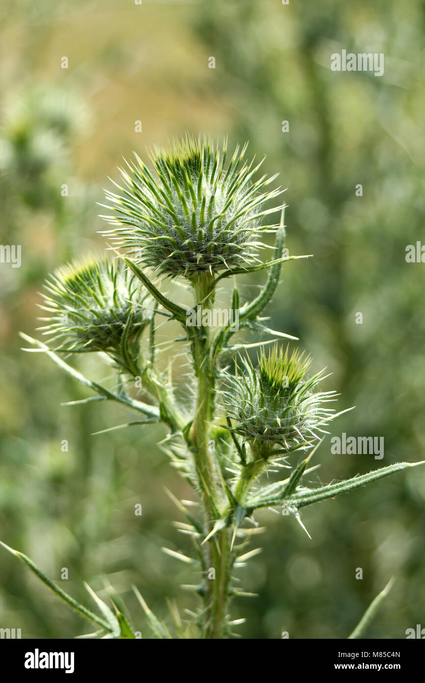 A green Bull Thistle with thorns Stock Photo - Alamy