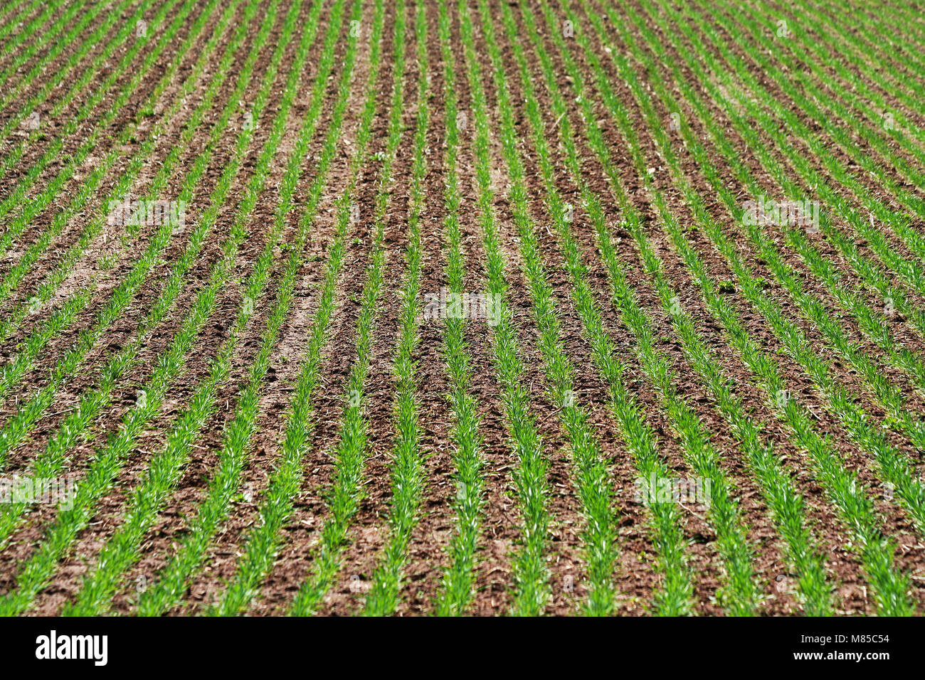 Rows of grass hi-res stock photography and images - Alamy